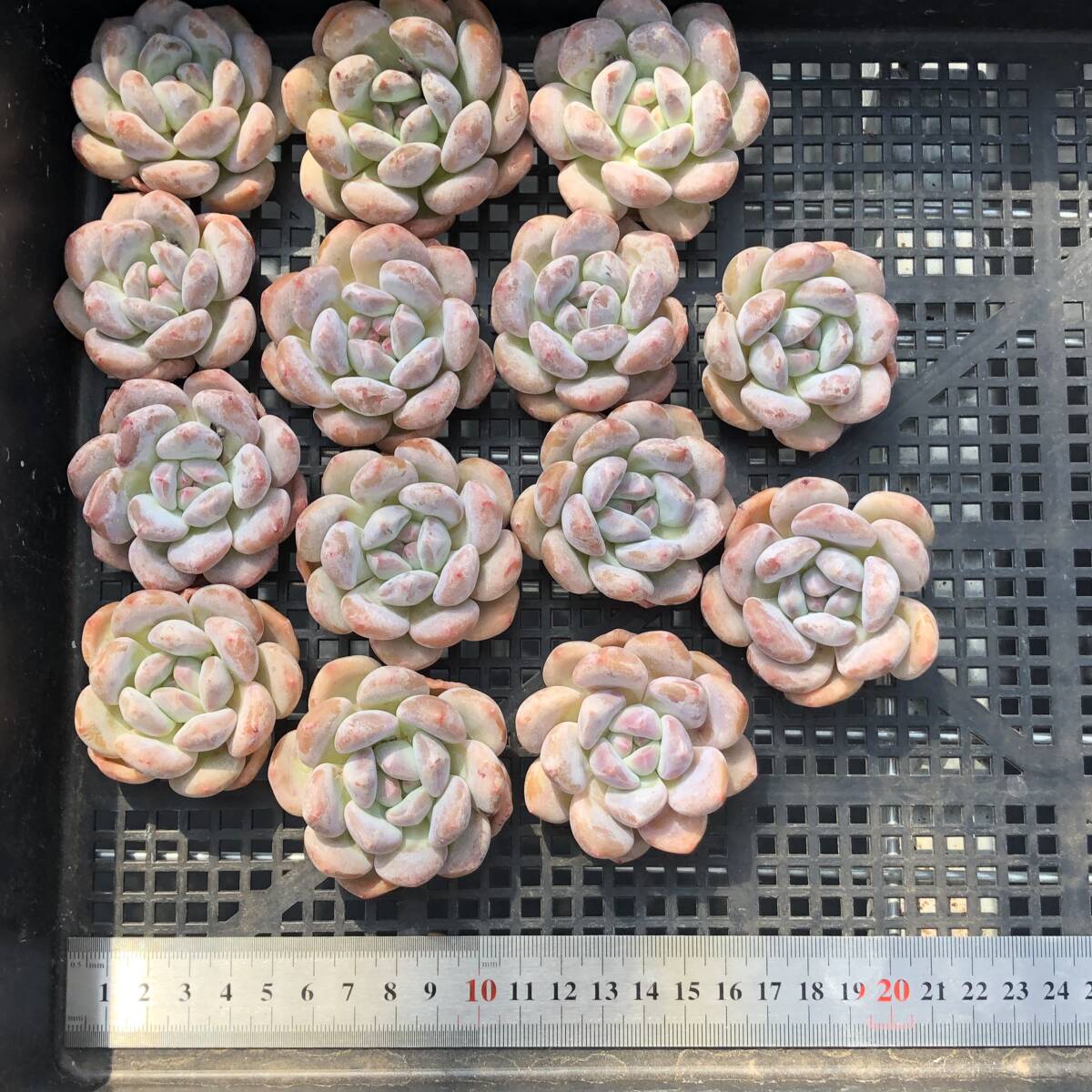 【未使用】エケベリア14個 0910-K073 パーシモン 多肉植物 カット苗 寄植え 出荷日9/12か13の落札情報詳細 - Yahoo!オークション落札価格検索 オークフリー