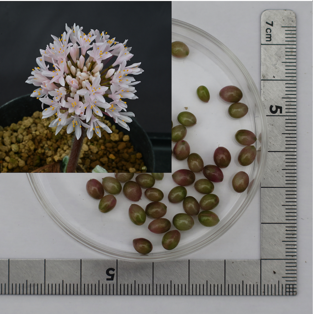 【未使用】【種子10粒】ハエマンサス・カーネウス（Haemanthus Carneus） 2024年8月25日採種 Fの落札情報詳細 ...