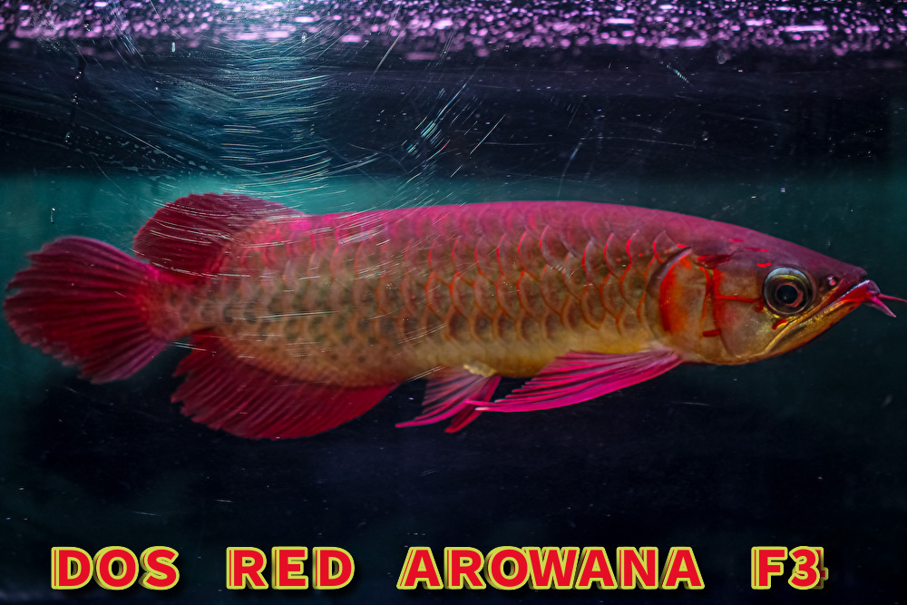 【目立った傷や汚れなし】第403弾！！売り切り カプアスフルの辣椒紅龍の実力 『 DOS・RED・F3 』 ベタ赤系、極赤個体 NO.0245 ...