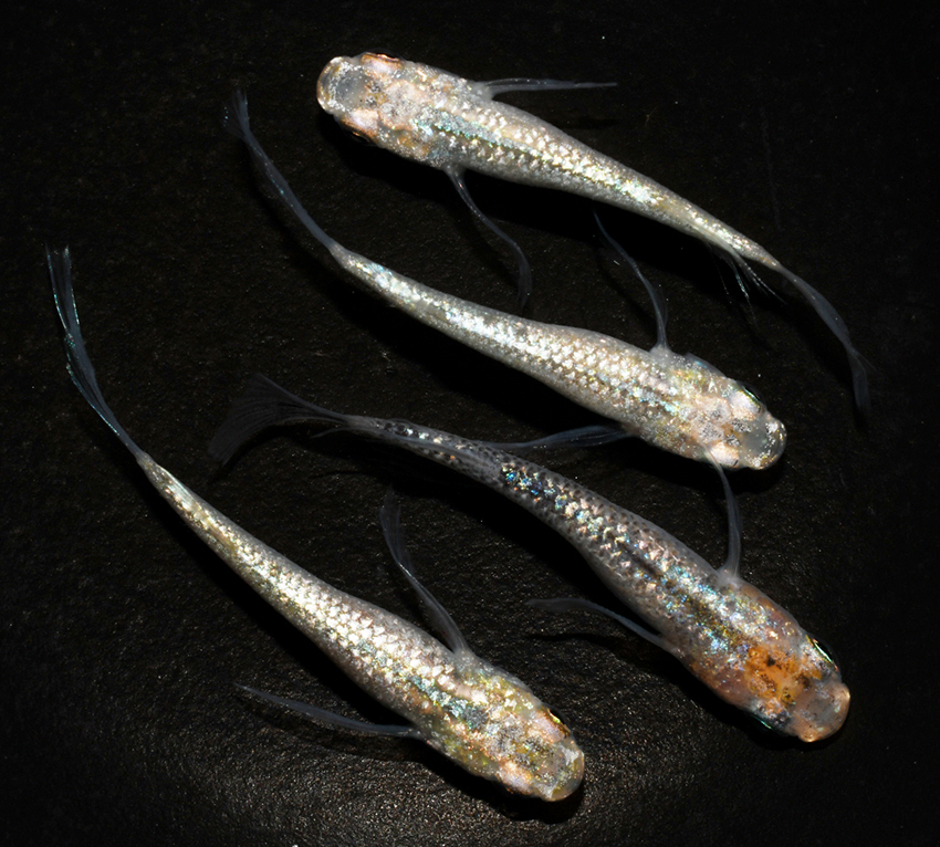 【未使用】 丸玄 松井鰭長サボテン×忘却の翼・改 F4 若魚 2ペア B4 の落札情報詳細 Yahoo オークション落札価格検索 オークフリー
