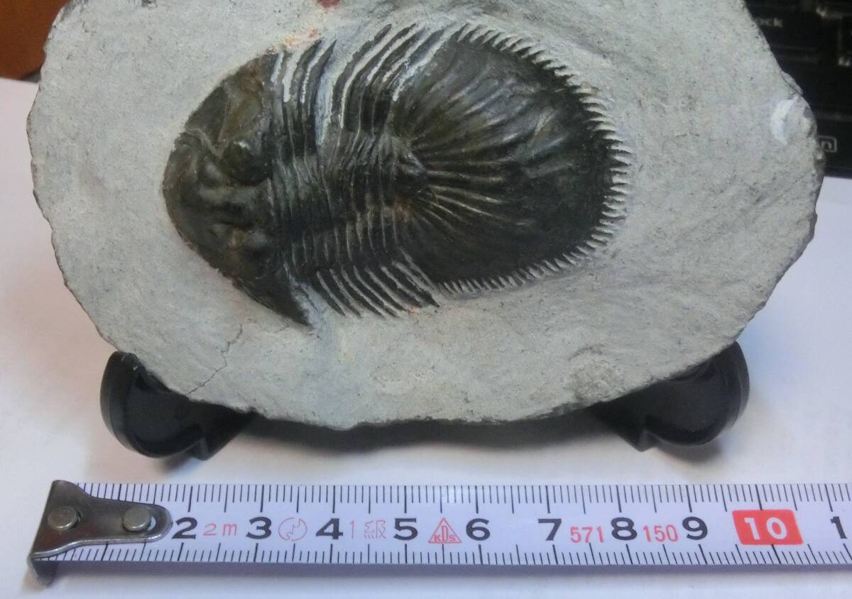 【やや傷や汚れあり】（23−189）ハオルチア スペシオサ H. speciosa n.n. (cooperi), IB06956 ...