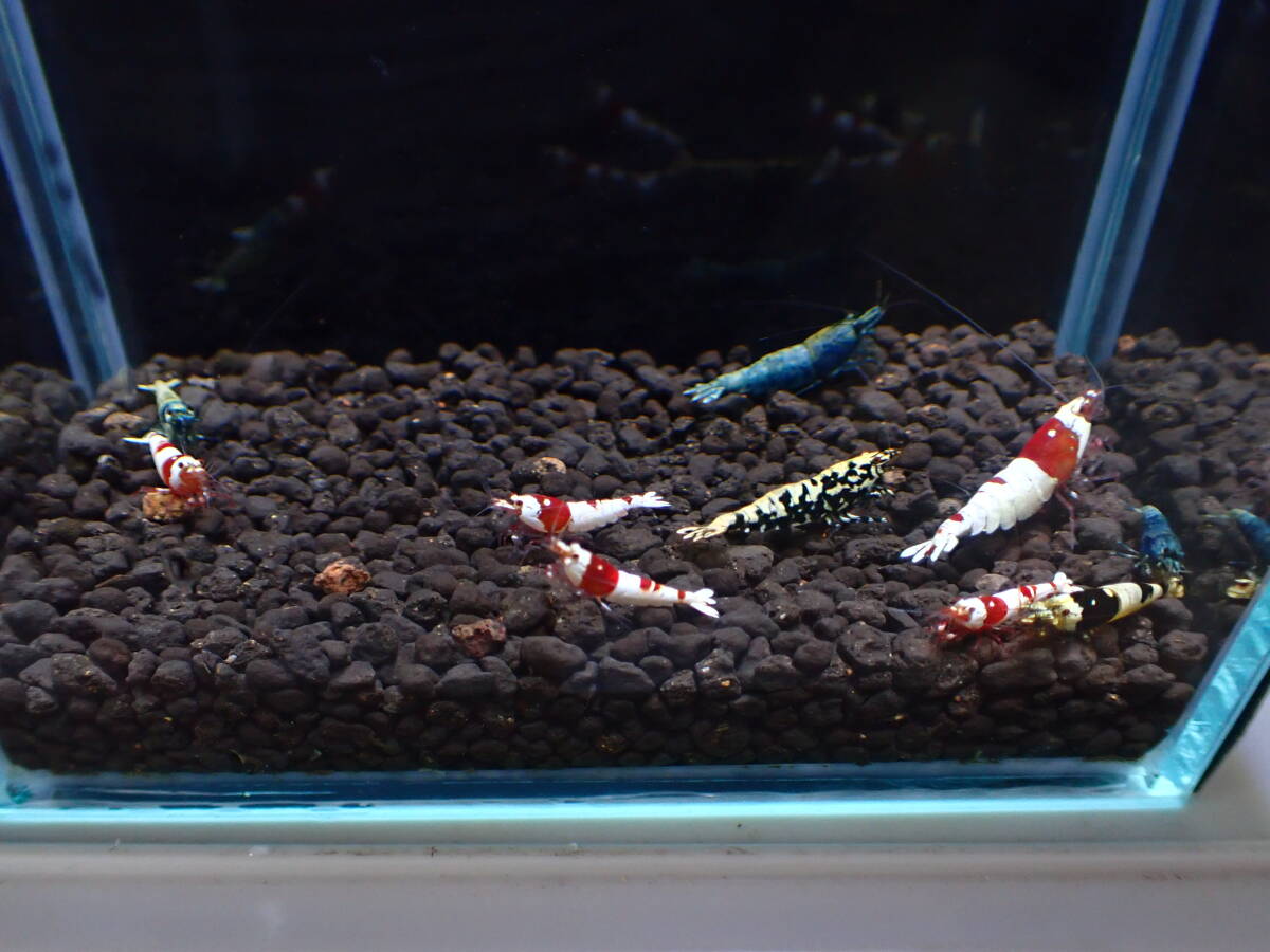 【未使用】【MIX10匹】MIX10匹／1.7cm前後／画像個体／即決あり／同梱×／*Aqua lab.hizashi*の落札情報詳細 ...