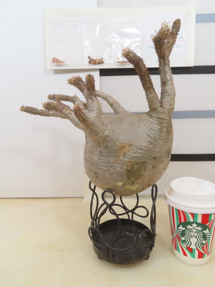 【未使用に近い】8388 「購入で塊根植物種子プレゼント」パキポディウム グラキリス L 抜き苗【塊根植物・gracilius・根切確認済・マダガスカル】の落札情報詳細 - Yahoo ...