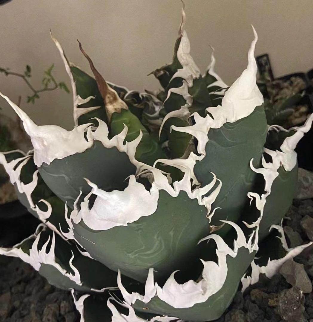 【目立った傷や汚れなし】E3アガベ チタノタ 悪魔くん BAKEMONO 10株セット 強棘の落札情報詳細 - Yahoo!オークション落札価格検索 オークフリー