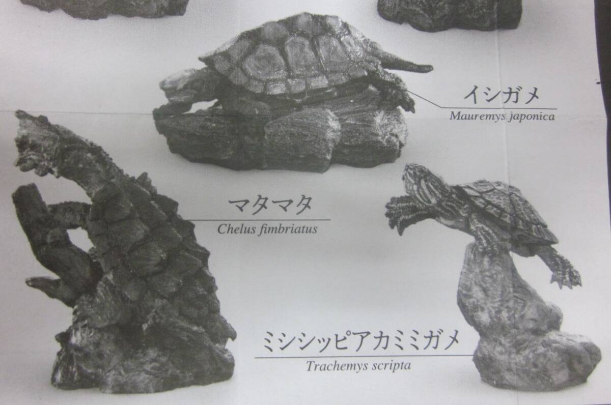 【未使用】いきもの大図鑑 MINI かめ01 半端3種セット ガシャポン イシガメ マタマタ ミシシッピアカミミガメの落札情報詳細 ...