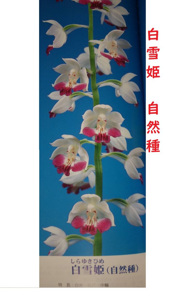 【やや傷や汚れあり】60Bえびね蘭 35 白雪姫 W芽 小苗 自然種 山野草エビネランの落札情報詳細 - Yahoo!オークション落札価格検索 オークフリー