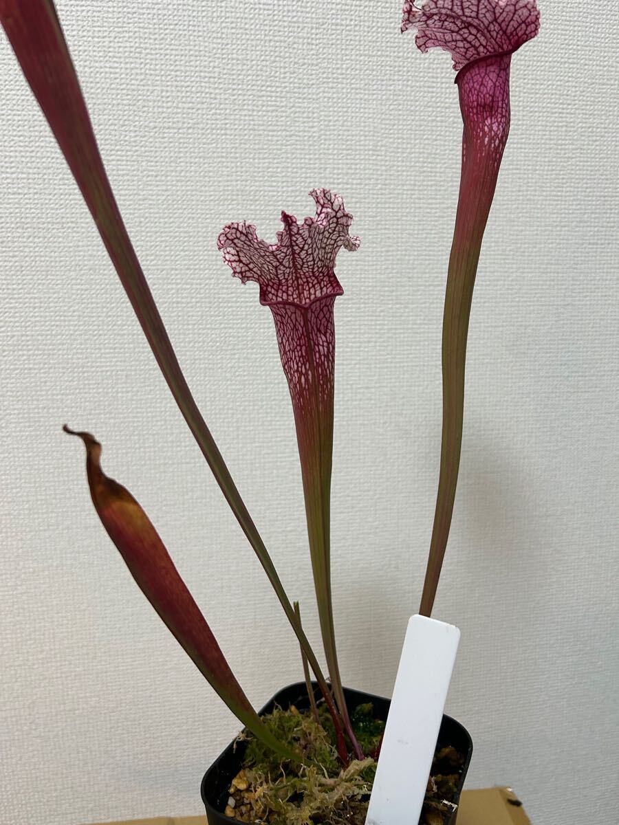 【未使用】Sarracenia leucophylla mitchelliana leucophylla White top 小型株抜き苗 ...