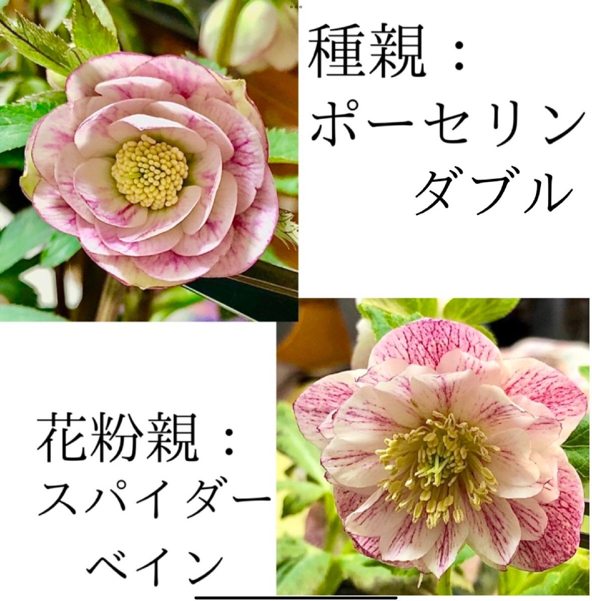 【未使用】-G93- クリスマスローズ交配苗 【ポーセリンDDx スパイダーベインSD 】020527の落札情報詳細 - Yahoo!オークション落札価格検索 オークフリー