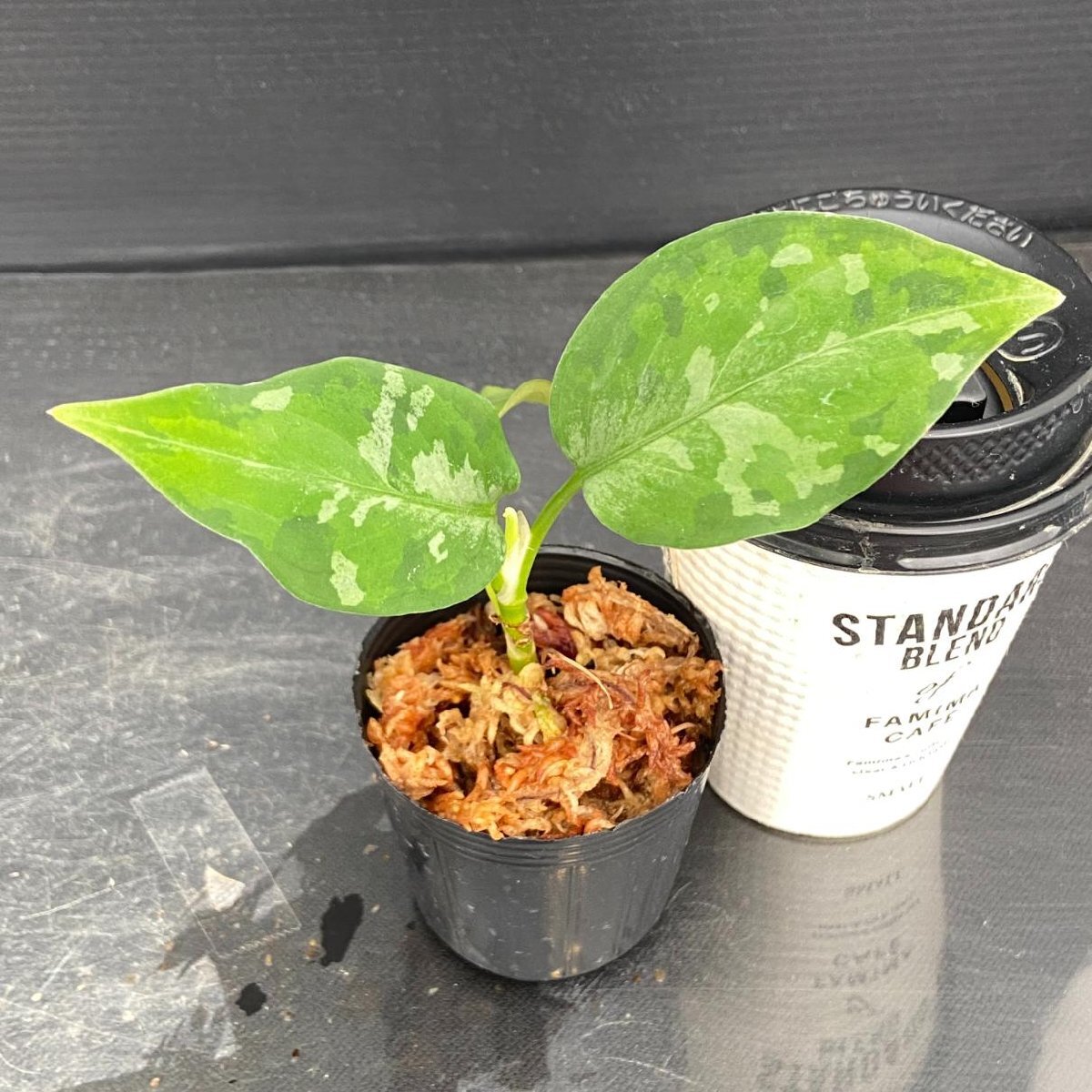 【未使用に近い】7083 「観葉植物】アグラオネマ ピクタム トリカラー【Aglaonema pictum tricolor・美株・サトイモ科・多肉植物】の落札情報詳細 - Yahoo ...