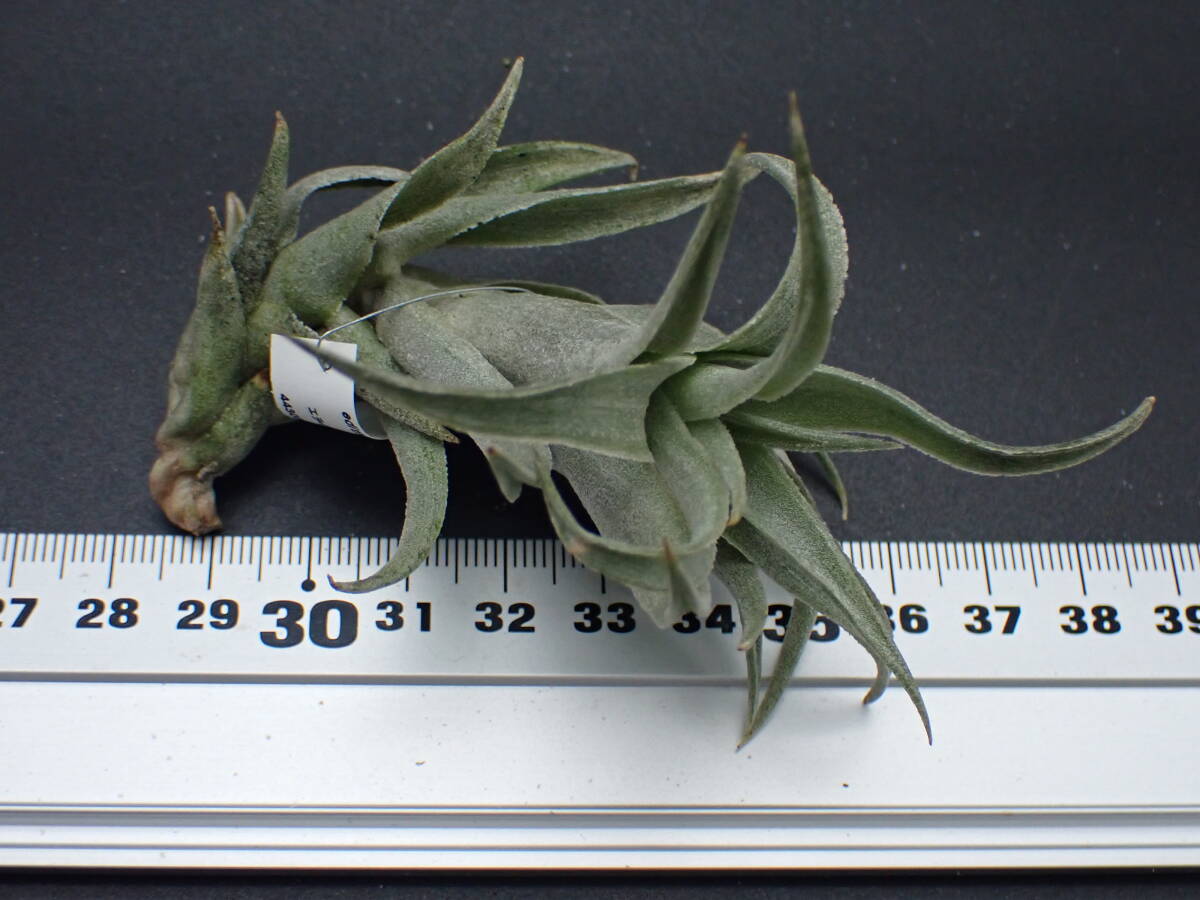 【未使用に近い】Tillandsia edithae Large Green form チランジア・エディシアエ ラージグリーンフォーム ...