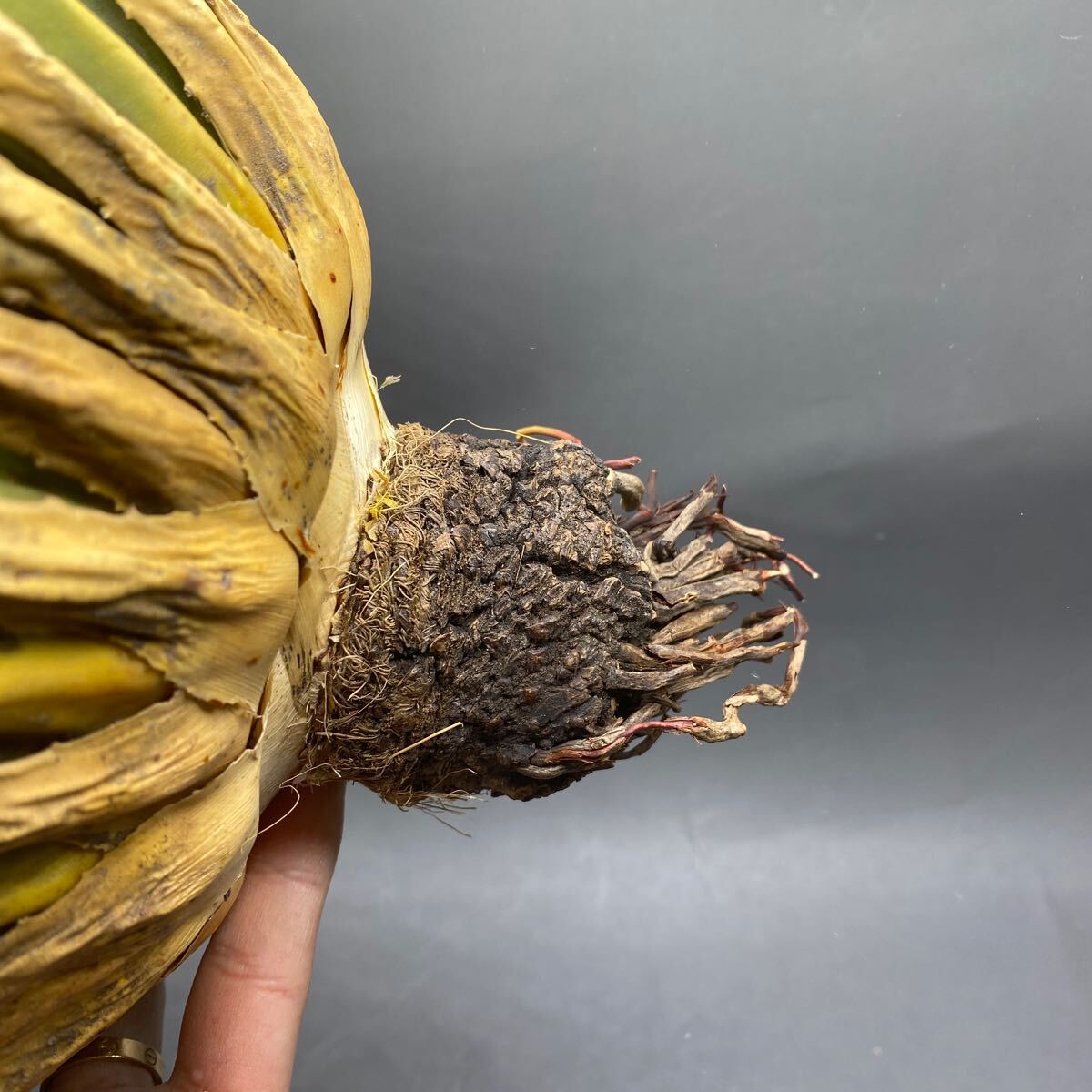 【目立った傷や汚れなし】S0404-10【大株】陽炎蕾形厚肉粗曲棘 アガベ ユタエンシス Agave utahensisの落札情報詳細 - Yahoo!オークション落札価格検索 オークフリー