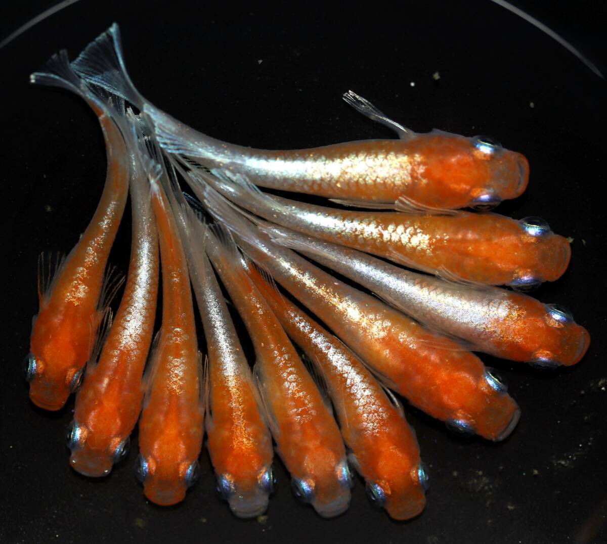 【未使用】【メダカ屋hottomon・現物出品】レッドクリフ紅白(アルビノ因子持ち) 10匹 A867の落札情報詳細 - Yahoo!オークション落札価格検索 オークフリー