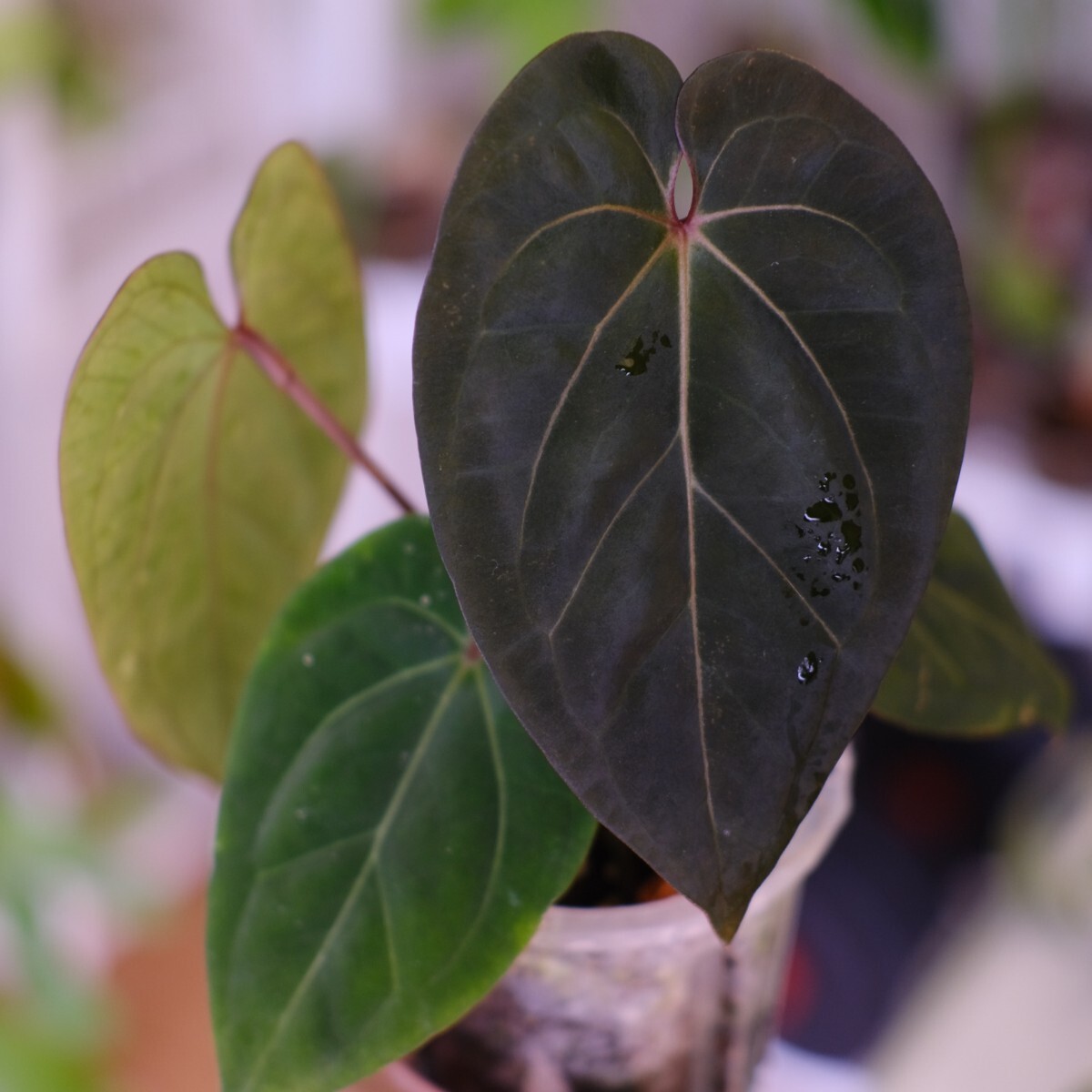 【未使用に近い】アンスリウム・キングオブスペード × ミシェル│Anthurium King of Spades × Anthurium ...