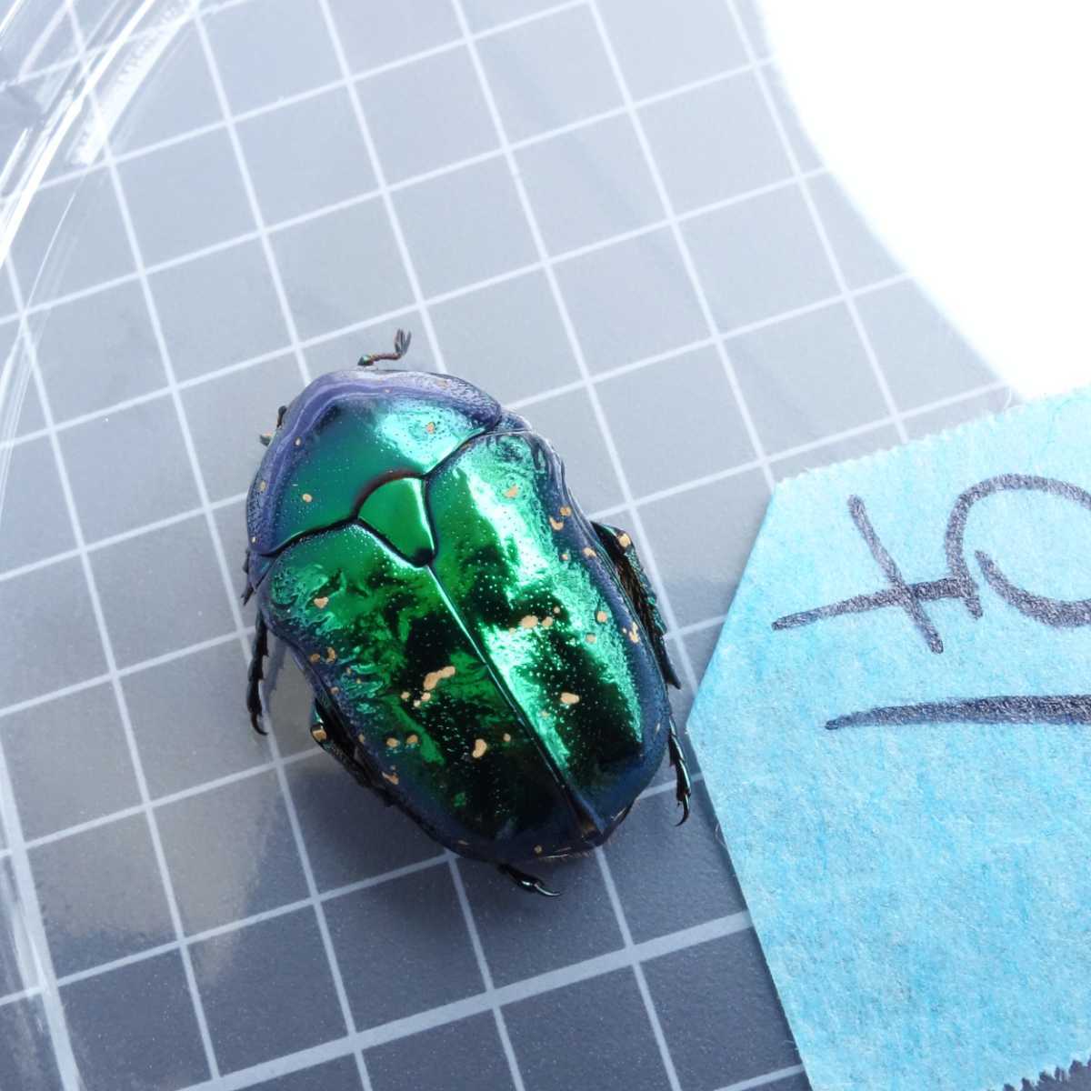 【新品】タイワンシロテンハナムグリ（protaetia inquinata） WF4成虫メス① カナブン 送料無料の落札情報詳細 - ヤフオク ...