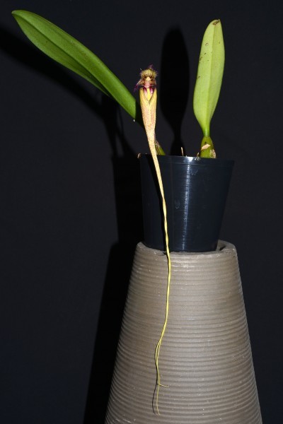 【新品】洋蘭原種(243) 自然交雑種 とにかく長い入賞花 Bulb. fascination 'Cosmo One' CBR/JOGAの落札 ...