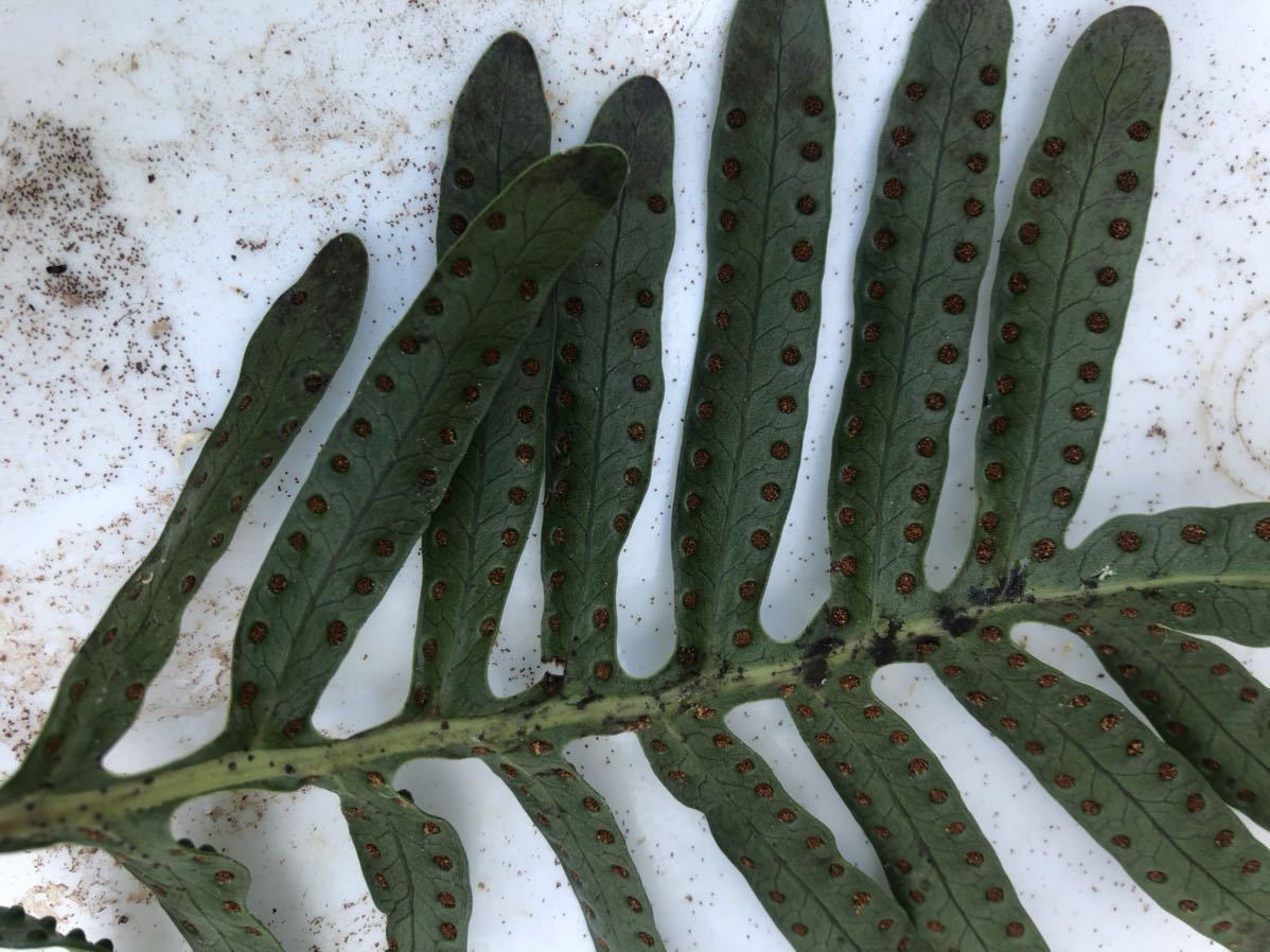 Lecanopteris mirabilis レカノプテリス ミラビリス アリ植物 胞子葉 の落札情報詳細 - Yahoo!オークション落札 ...