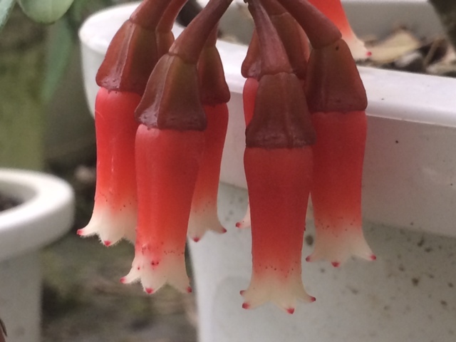 【未使用】KN マクレアニア インシグニス（MACLEANIA INSIGNIS） 0.8M以下 の落札情報詳細| ヤフオク落札価格情報 オークフリー