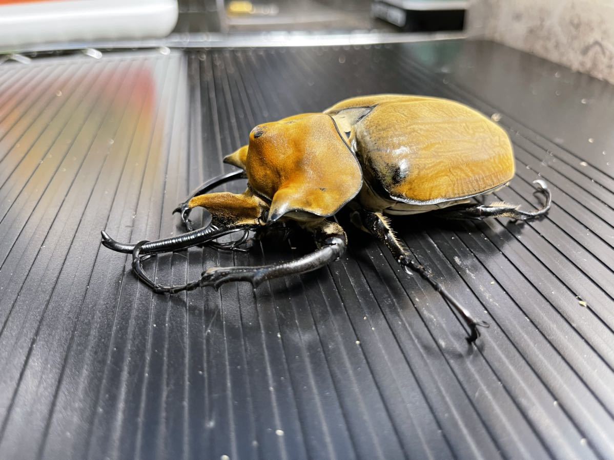 【未使用】[bibagon]コスタリカ産 エレファス CBF1 ♂単品 ♂123.6mm 非常に迫力があり魅了されます！！の落札情報詳細 - Yahoo!オークション落札価格検索 オークフリー