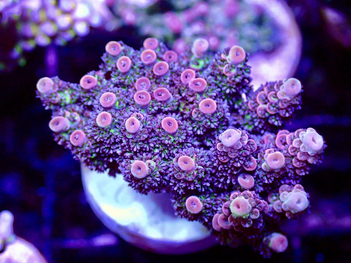 【未使用】【CDU acropora anthocercis pink】色揚げ個体 CDUアンソサシスピンク サンゴ オーストラリア産ミドリ ...