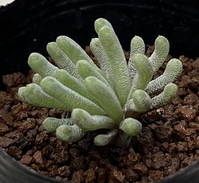 【目立った傷や汚れなし】ブルビネ Bulbine sp Nakaberg ①の落札情報詳細 - Yahoo!オークション落札価格検索 オークフリー