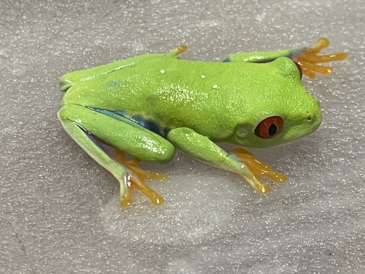【未使用】【Bears Frog】アカメアマガエル 国内CB 1匹 北海道、中国、九州、沖縄発送不可 の落札情報詳細 - ヤフオク落札価格検索 ...