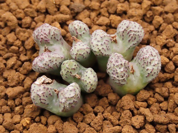 【中古】 luckhoffii ルックホフィー(B) 【多肉植物 Conophytum コノフィツム】の落札情報詳細 - Yahoo!オークション落札価格検索 オークフリー