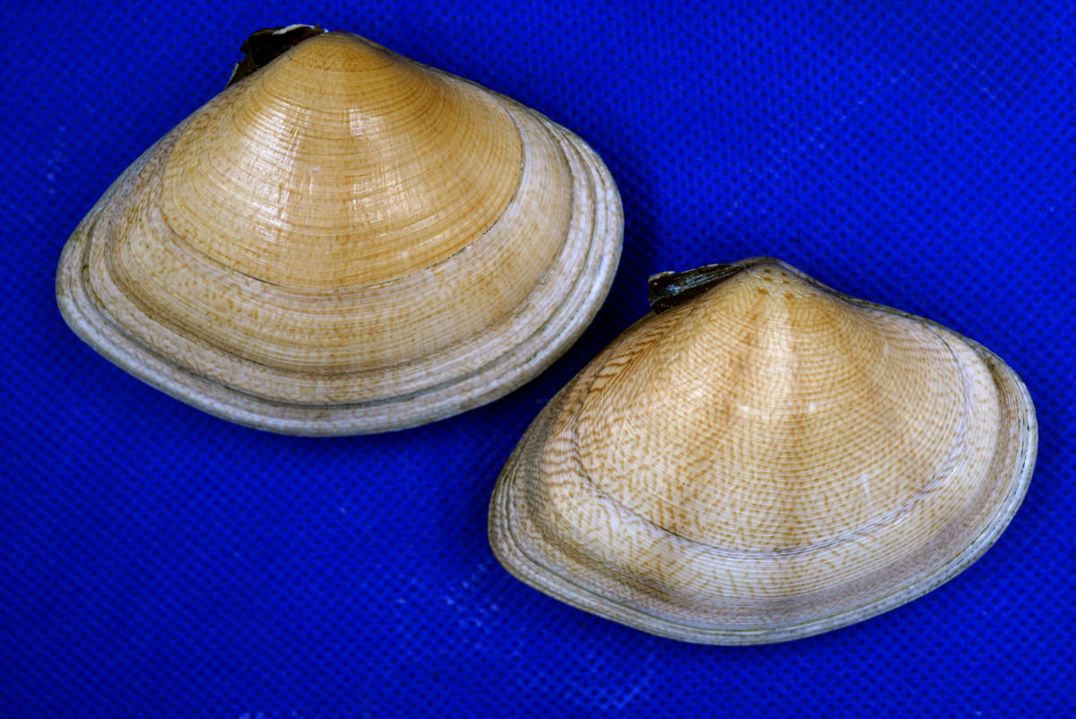 【未使用】 Venerida-0022 コタマガイ美品2個セット Macridiscus aequilatera (G. B. Sowerby ...