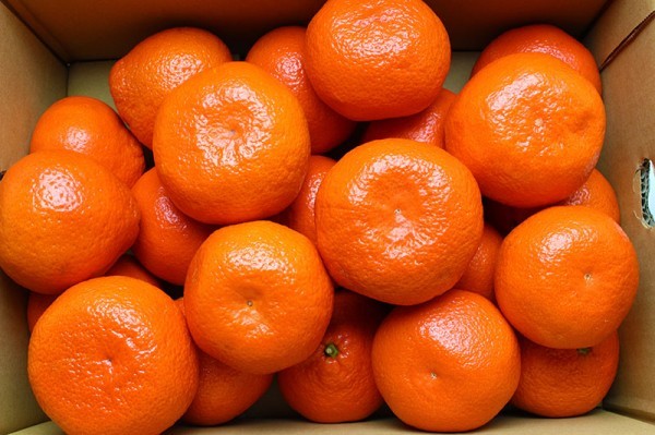 【未使用】【限定2箱】話題のみかん 香川県産 小原紅早生みかん 2L～3Lサイズ 約5kg 1円スタート！の落札情報詳細 - ヤフオク落札価格検索 オークフリー