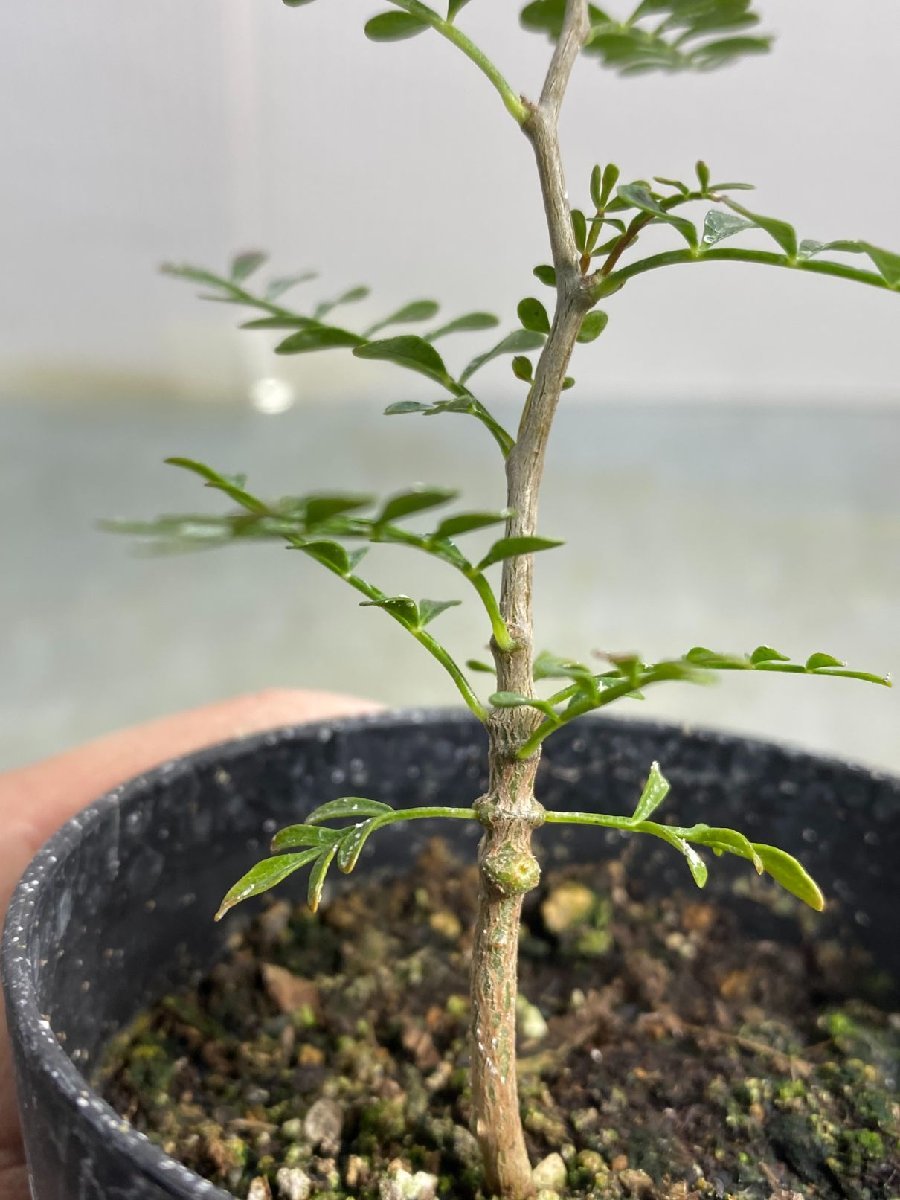 【未使用に近い】エ8077 「実生株」オペルクリカリア パキプス 2年株【種から発芽！・発根株・Operculicarya pachypus・塊根植物】の落札情報詳細 - Yahoo ...