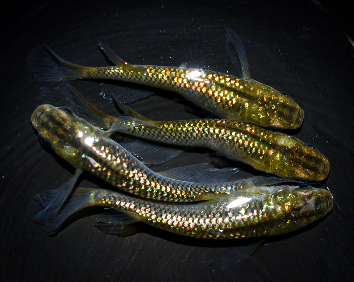 【未使用】琥珀ラメ 松井ヒレ長 若魚（2022年産まれ） オス2 メス2(現物出品) ikahoff O-0107-24551-a の落札情報 ...