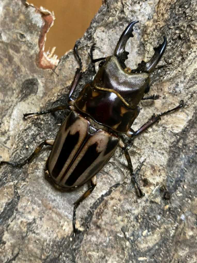 【未使用】ゼブラノコギリWF3 ボルネオ 1♂2♀の落札情報詳細 - ヤフオク落札価格検索 オークフリー