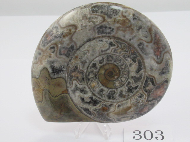 【やや傷や汚れあり】 アンモナイト Clymenia 両面磨き モロッコ 12.3cm No.303の落札情報詳細 - ヤフオク落札価格検索 ...