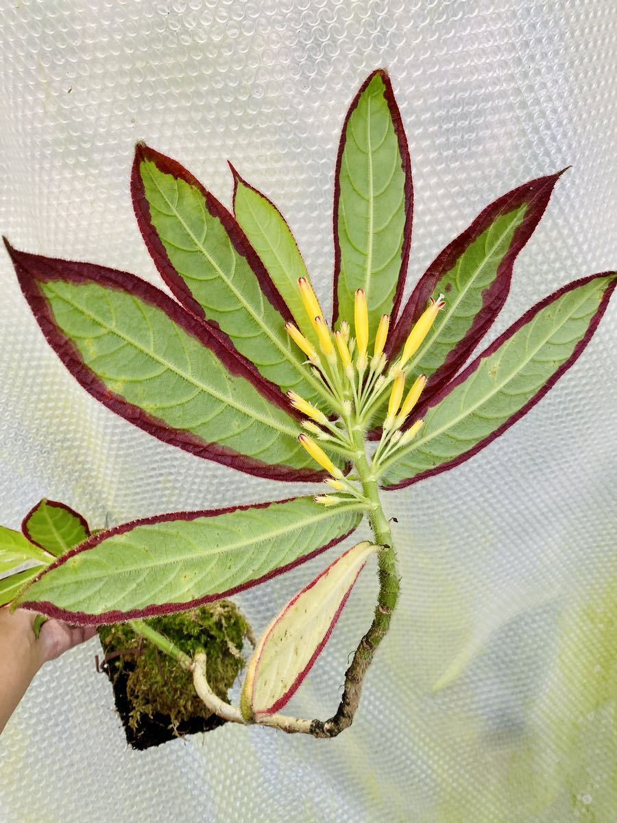 【未使用】KN コスタリカ産 コルムネア リネアリス（COLUMNEA LINEARIS） 2鉢出品 0.8M以下 の落札情報詳細 ...