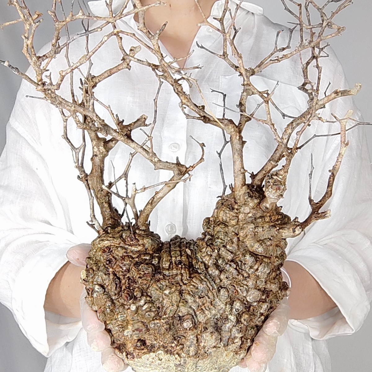 【未使用】【パキプス祭 10/12輸入】E032 オペルクリカリア・パキプス Operculicarya Pachypus 塊根植物 コーデックス 観葉植物 現地株 未発根の落札情報詳細 ...