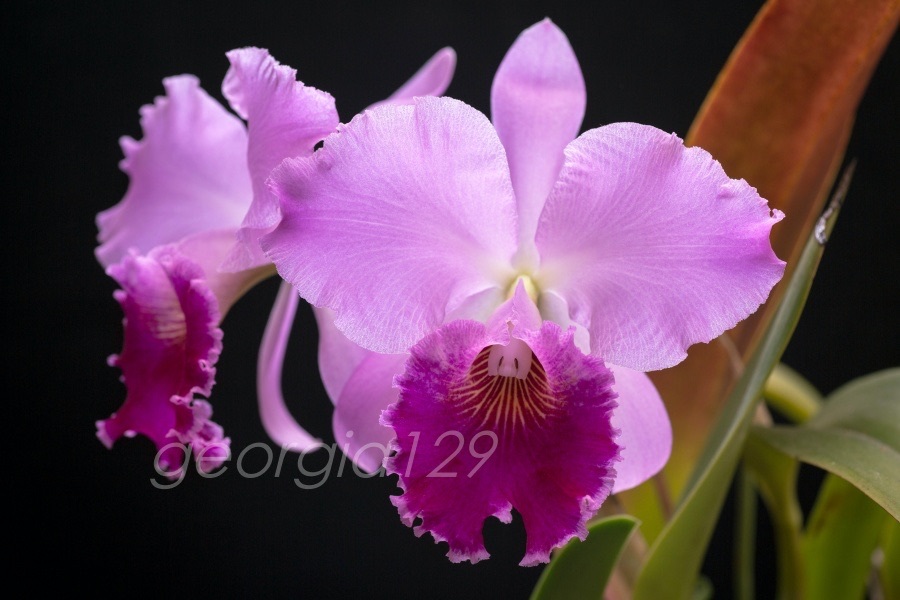 【やや傷や汚れあり】洋蘭 原種 カトレア C.labiata f.rubra 'Ceara' (OG)の落札情報詳細 - ヤフオク落札価格検索 ...