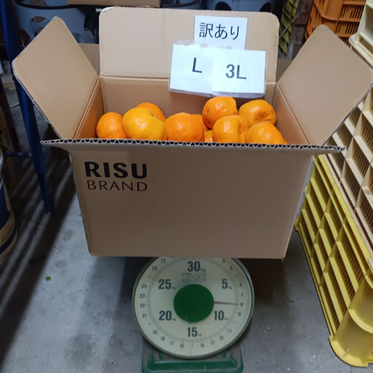 【全体的に状態が悪い】愛媛西宇和産 太田ポンカン L-3L訳あり 8kgの落札情報詳細 - ヤフオク落札価格検索 オークフリー