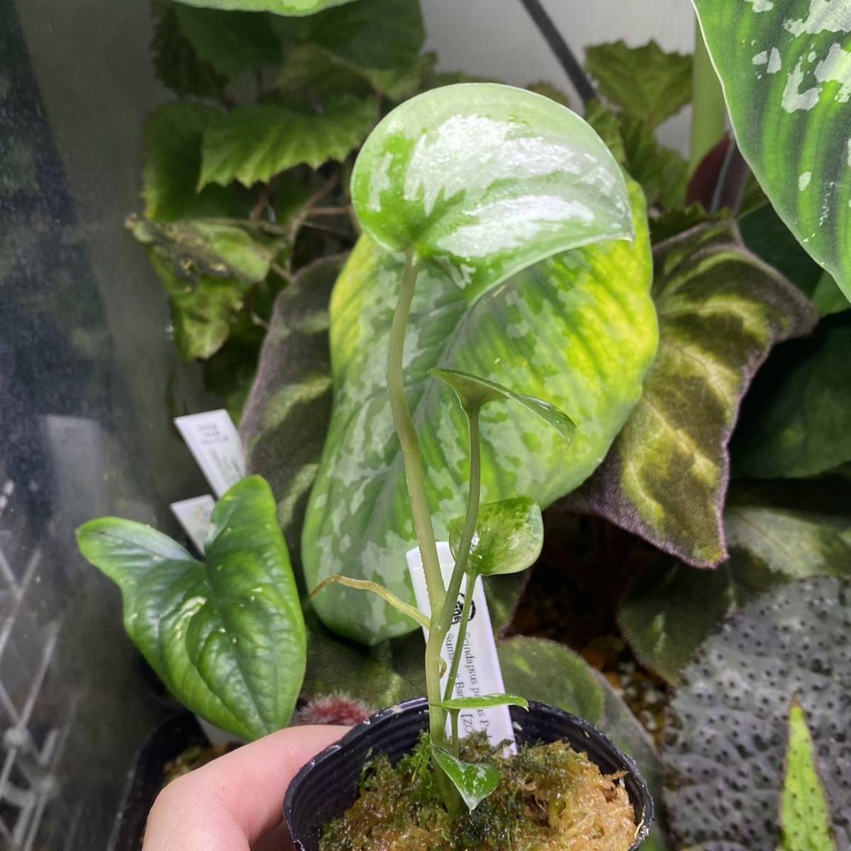 【やや傷や汚れあり】Scindapsus pictus Padang Sumatera Barat【ZOE0622-02i】スキンダプサス ...