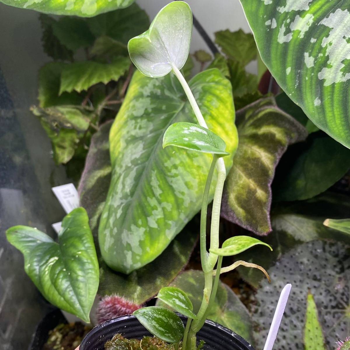 【やや傷や汚れあり】Scindapsus pictus Padang Sumatera Barat【ZOE0622-02i】スキンダプサス ...