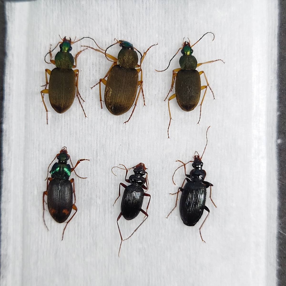 【やや傷や汚れあり】☆珍産地標本、能古島産ゴミムシ②☆の落札情報詳細 - ヤフオク落札価格検索 オークフリー