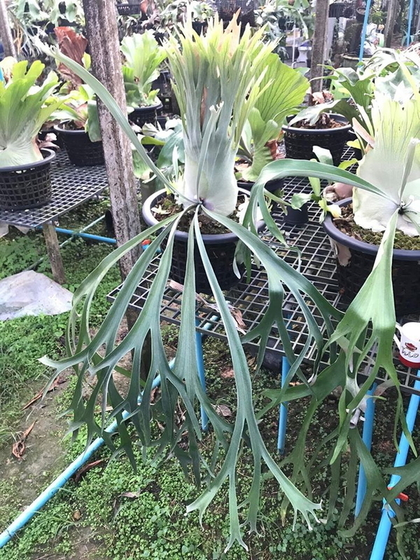 【未使用】P.cosmo OC② ＠ビカ森wife コスモ ビカクシダの落札情報詳細 - Yahoo!オークション落札価格検索 オークフリー