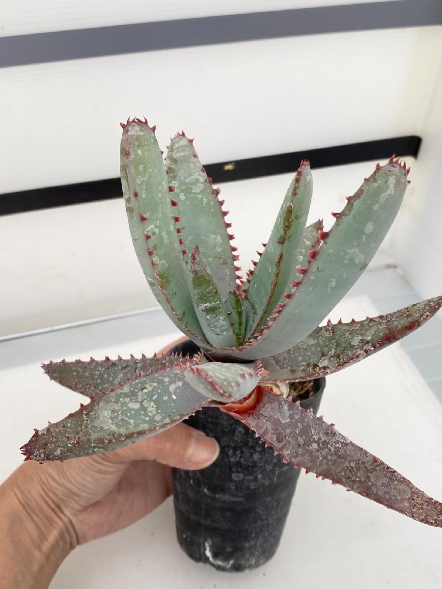 【未使用に近い】6567 「実生」アロエ パキダクティロス【多肉植物・アロエ・種から発芽！Aloe pachydactylos】の落札情報詳細 - Yahoo!オークション落札価格検索 オークフリー
