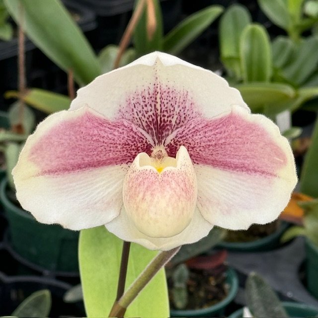 【分け株】洋蘭 paph パフィオ:整形花銘品②の落札情報詳細 - Yahoo!オークション落札価格検索 オークフリー