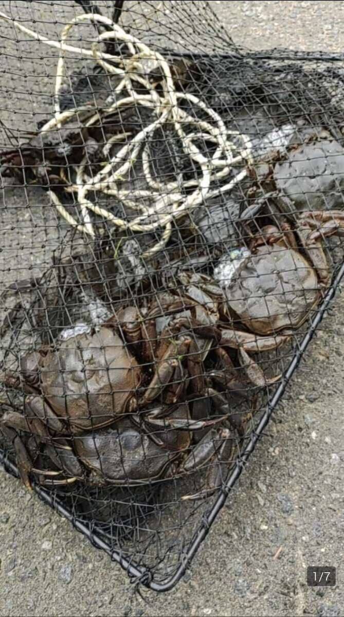 【未使用】モクズガニ、藻屑ガニ、2.0kgの落札情報詳細 - Yahoo!オークション落札価格検索 オークフリー