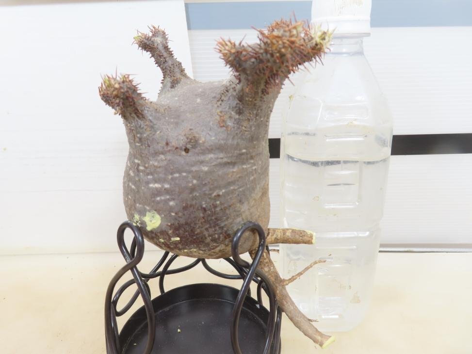 【未使用に近い】8109 「塊根植物」パキポディウム グラキリスS 抜き苗【10/18最新・gracilius・根切確認済・購入で塊根植物種子プレゼント！】の落札情報詳細 - Yahoo ...