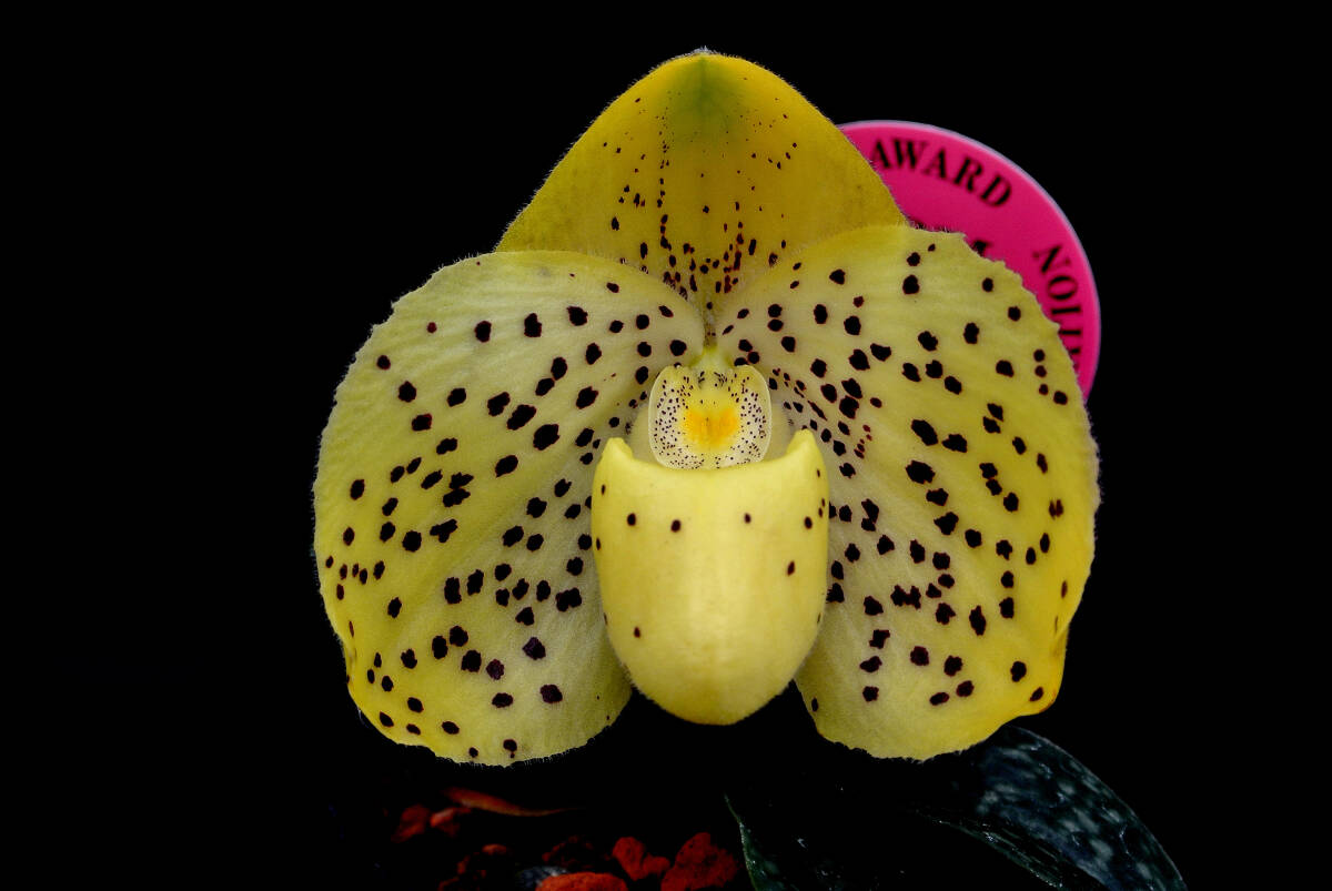 【未使用】【原種パフィオ】 Paph. wenshanense ② の落札情報詳細 - Yahoo!オークション落札価格検索 オークフリー