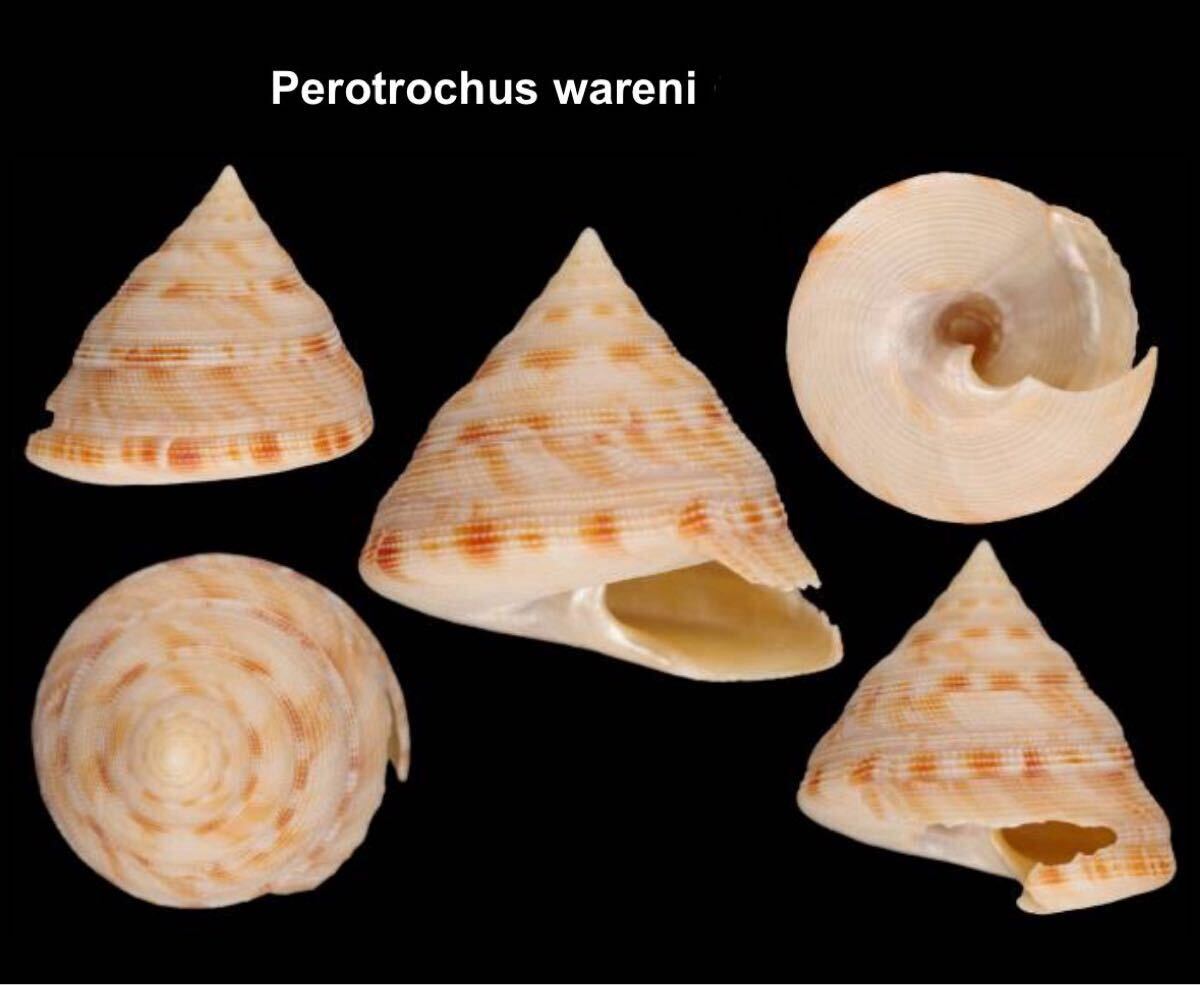 【未使用】Perotrochus wareni 46mmオキナエビス ニューカレドニア産 貝殻 貝類 巻貝 二枚貝 生きた化石の落札情報詳細 - Yahoo!オークション落札価格検索 オークフリー