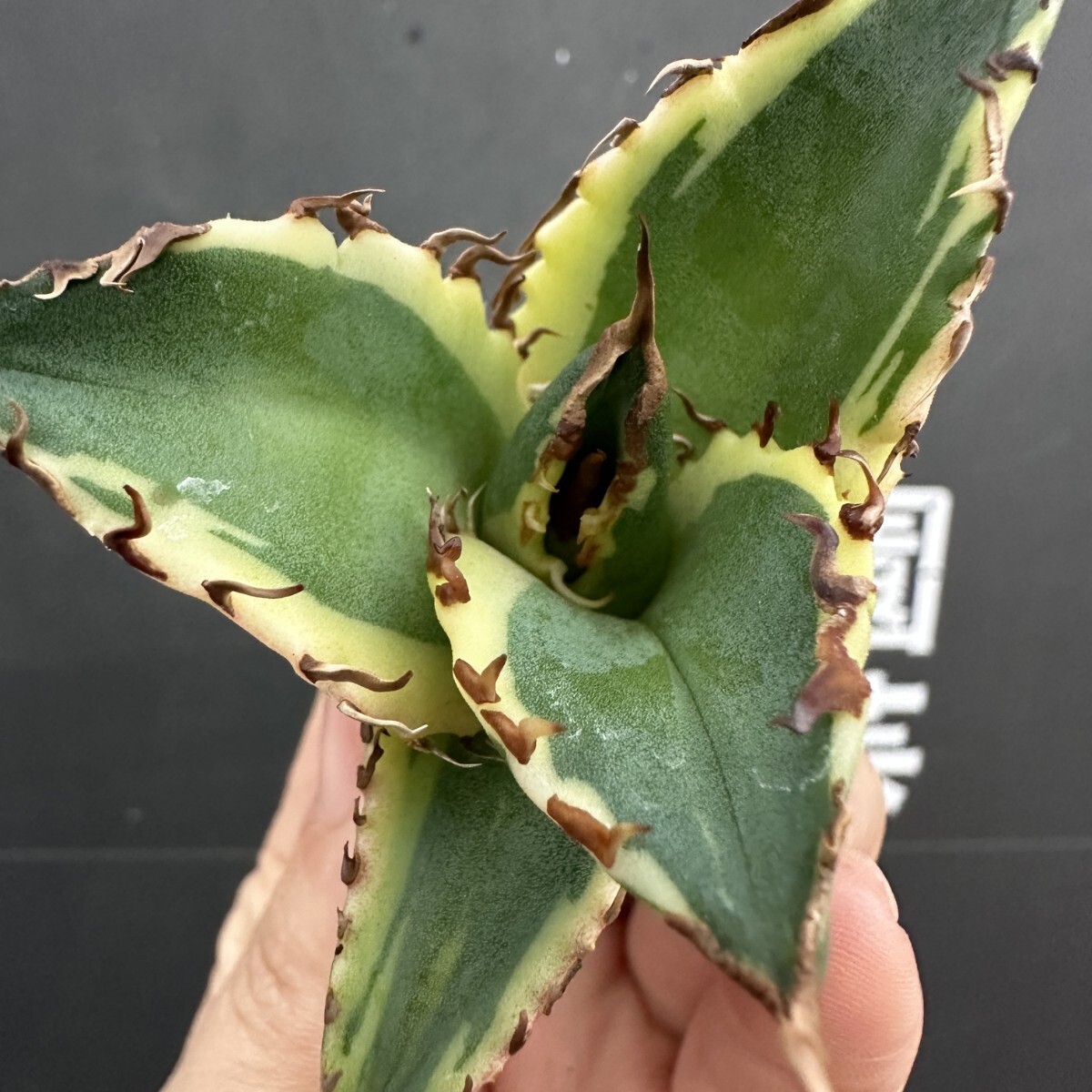 【目立った傷や汚れなし】C55【パンダ園芸】アガベ チタノタ ' シーズナル マルジナータ ' agave titanota ' seasonal marginata 'の落札情報詳細 ...