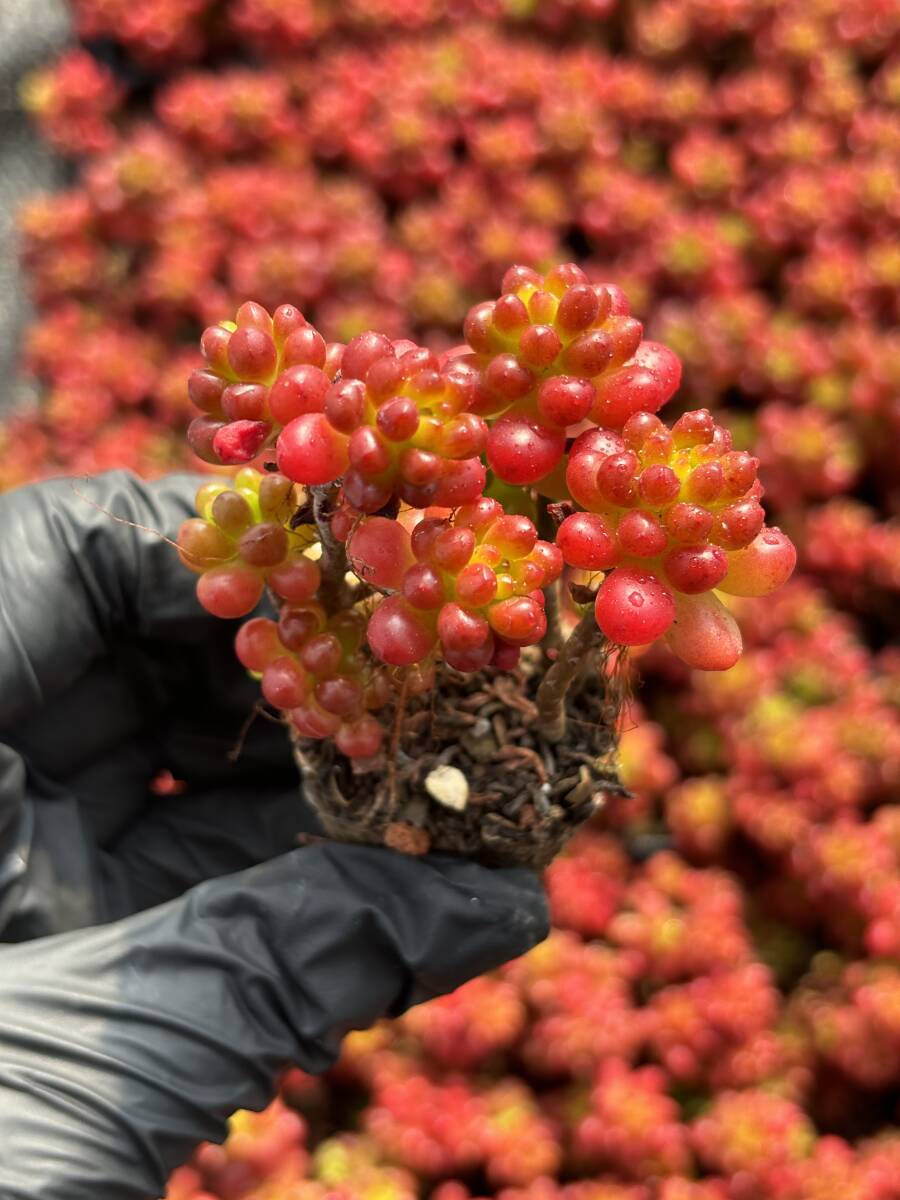 【未使用に近い】72株 E117-1 多肉植物 エケベリア レッドベリー 観葉植物 花 園芸 レア種 土と根付きの落札情報詳細 - Yahoo!オークション落札価格検索 オークフリー