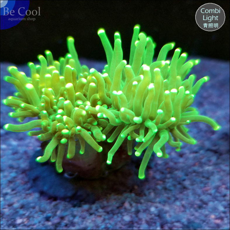 【未使用】U89 ハナサンゴ（8cm前後）の落札情報詳細 - Yahoo!オークション落札価格検索 オークフリー