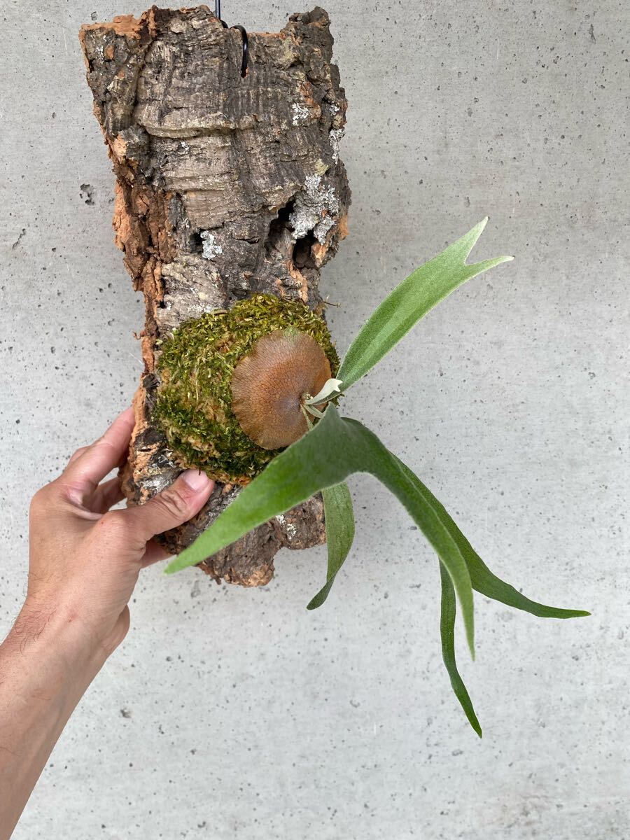 【未使用】P.Ubon #1 ビカクシダ コウモリラン コルクの落札情報詳細 - Yahoo!オークション落札価格検索 オークフリー